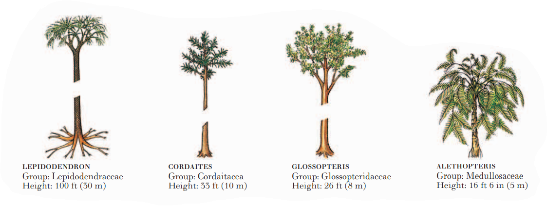THE CARBONIFEROUS TO PERMIAN PERIODS | ALLSTARS BLOGS